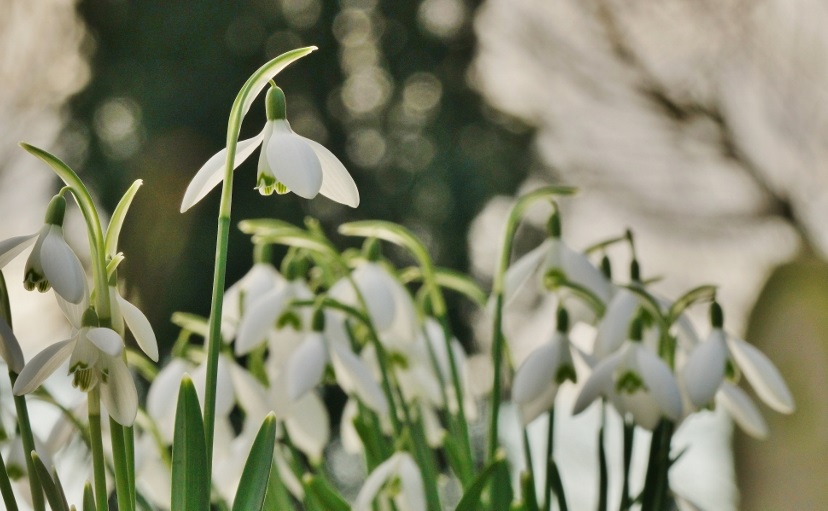 Spring flowers | National Churches Trust