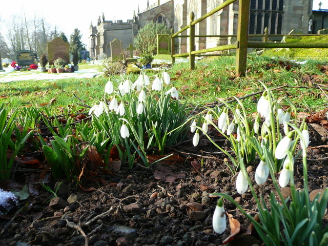 Spring flowers | National Churches Trust