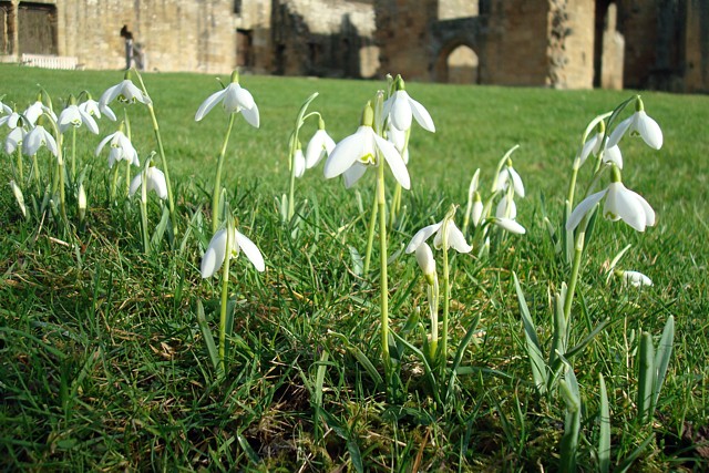 Spring flowers | National Churches Trust