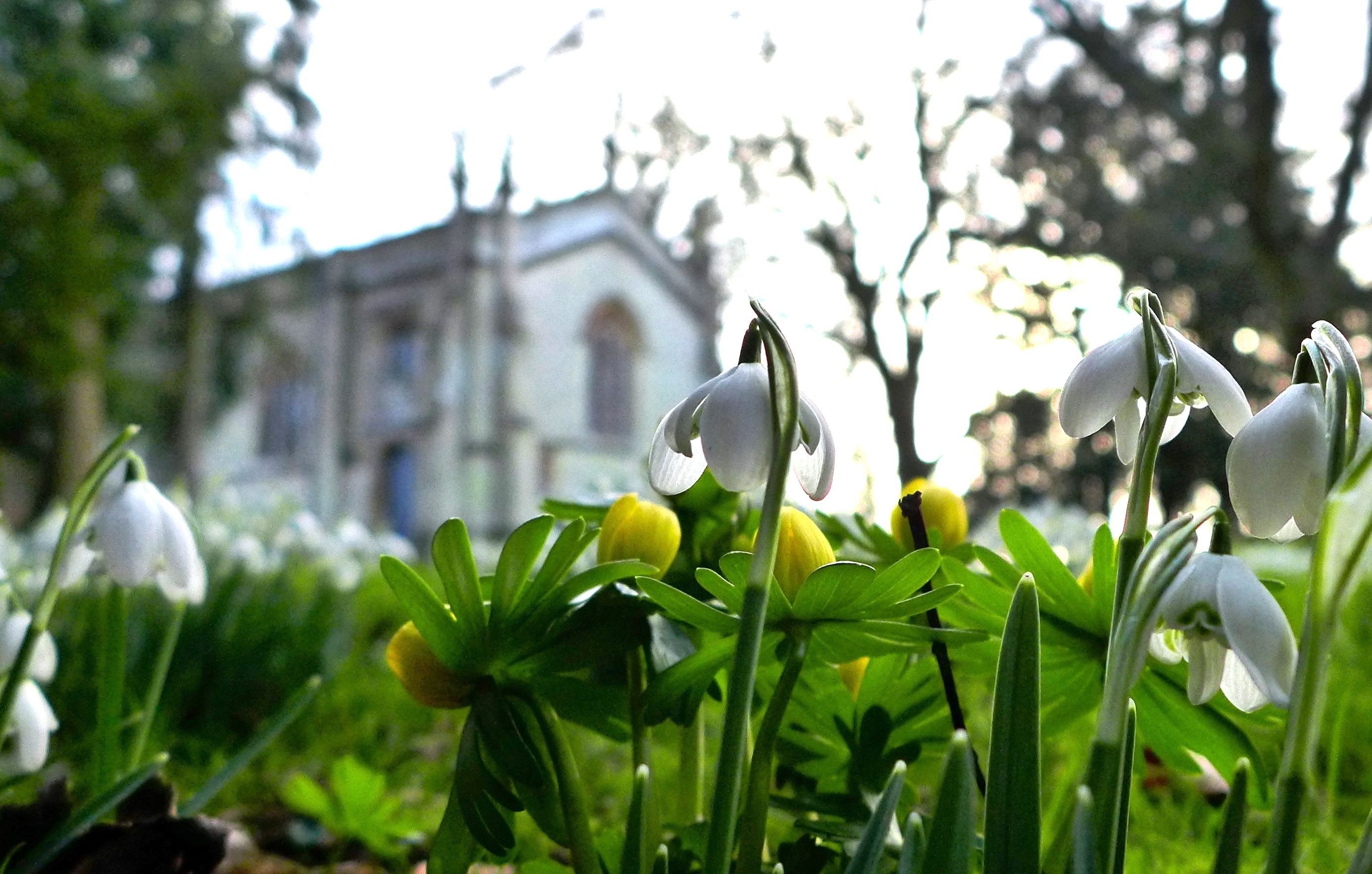 Spring flowers | National Churches Trust