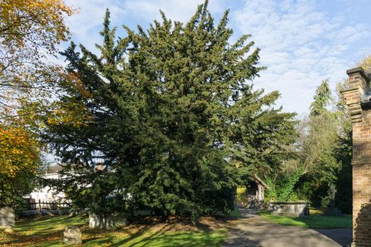 Ancient yew trees | National Churches Trust
