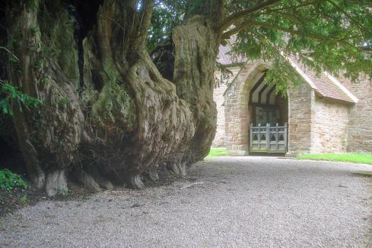Ancient yew trees | National Churches Trust