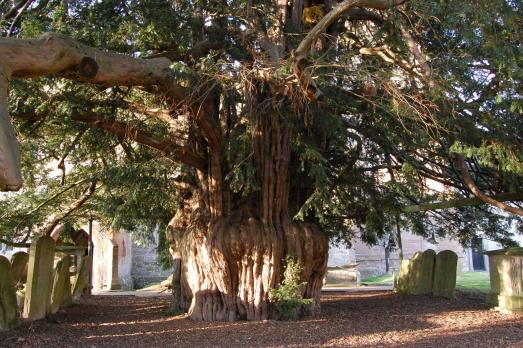Ancient yew trees | National Churches Trust