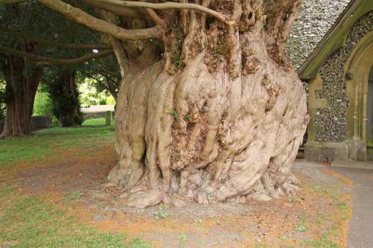 Ancient yew trees | National Churches Trust