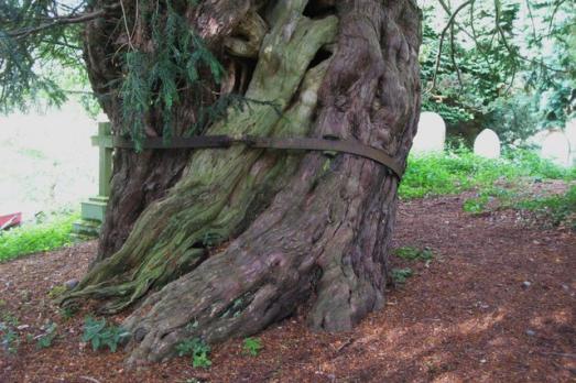 Ancient yew trees | National Churches Trust