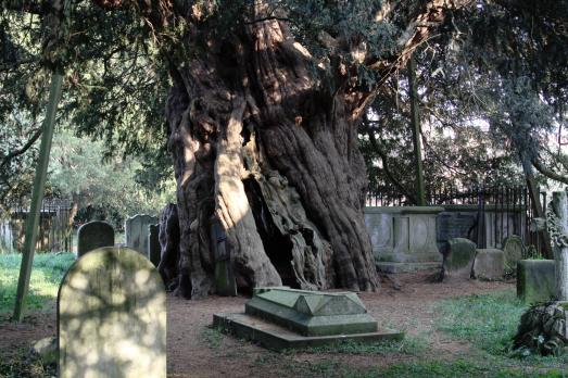 Ancient yew trees | National Churches Trust