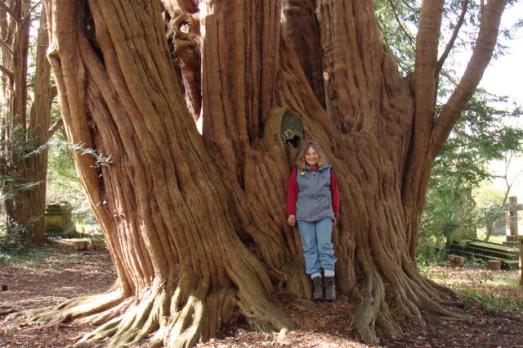 Ancient yew trees | National Churches Trust