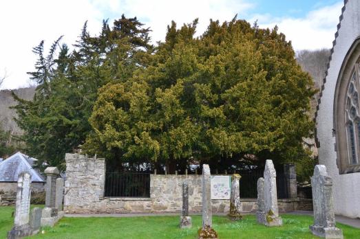 Ancient yew trees | National Churches Trust