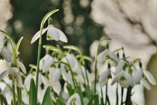 Spring flowers | National Churches Trust