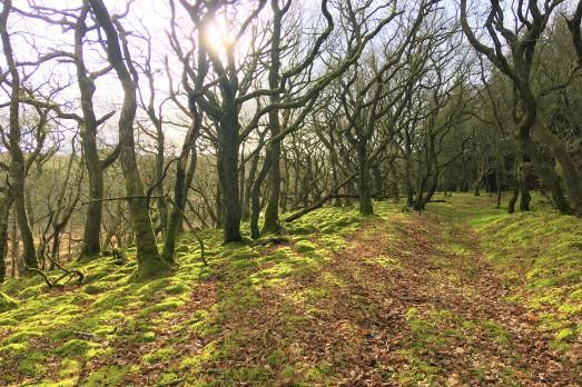 A pilgrimage walk to Strata Florida | National Churches Trust