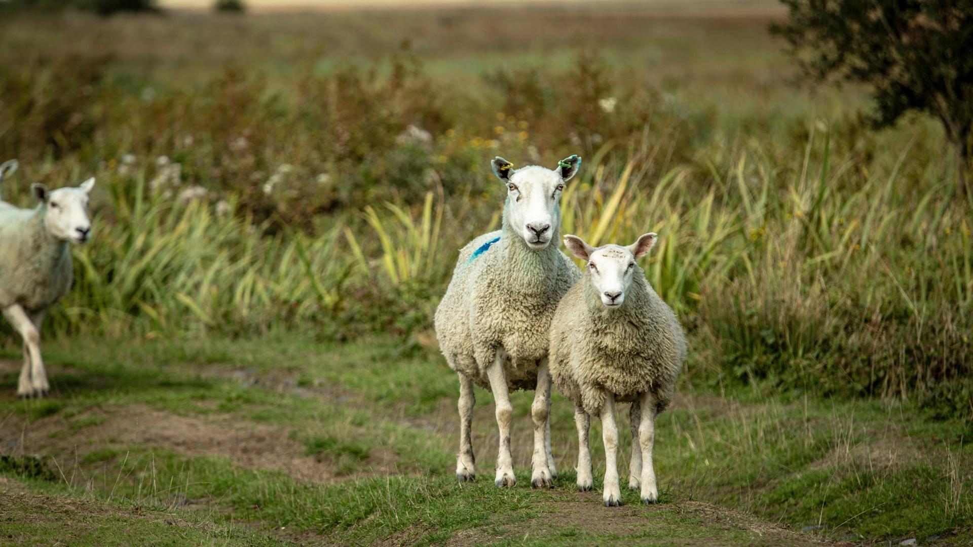 Penrhys pilgrimage way | National Churches Trust