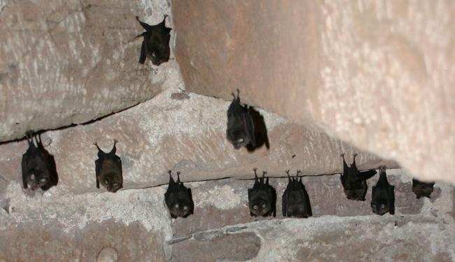 Dispelling the myths: Bats in churches | National Churches Trust